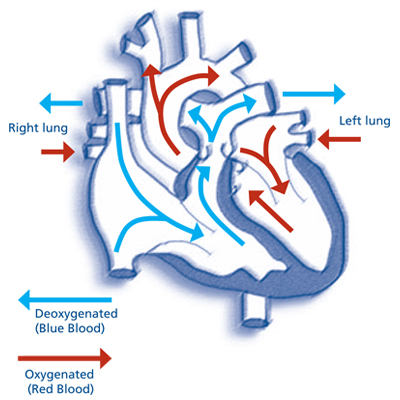 CHAPPS - Anatomy of the Heart